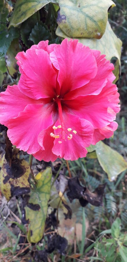 Pink Jaba Flower on Morning Stock Image - Image of nature, beautiful ...
