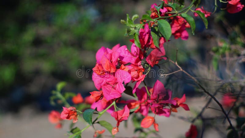 Pink jacaranda leaves stock photo. Image of pink, rose - 310955992