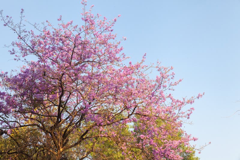 Pink Jacaranda violet tree stock image. Image of floral - 111184763