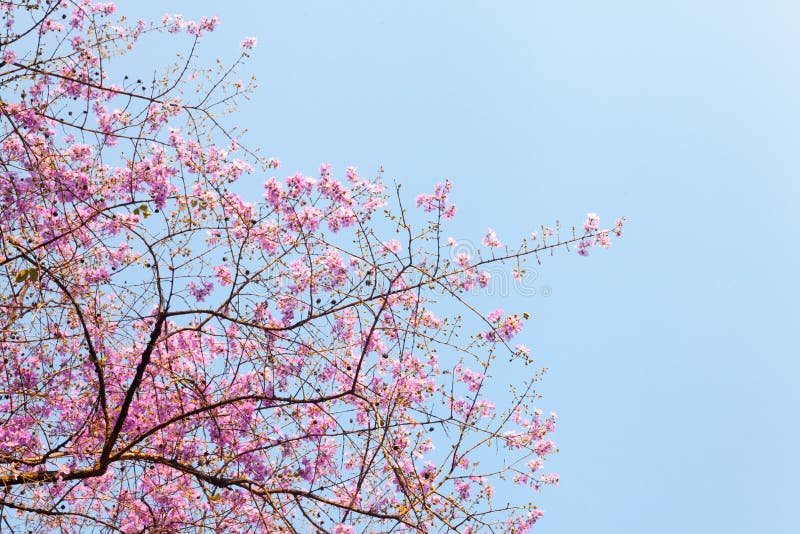 Pink Jacaranda violet tree stock image. Image of bright - 111184835