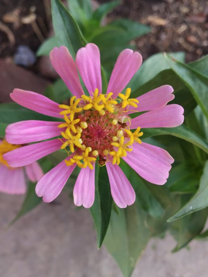 Pink Jalbera Flower with Green Leaves Stock Photo - Image of jalbera ...