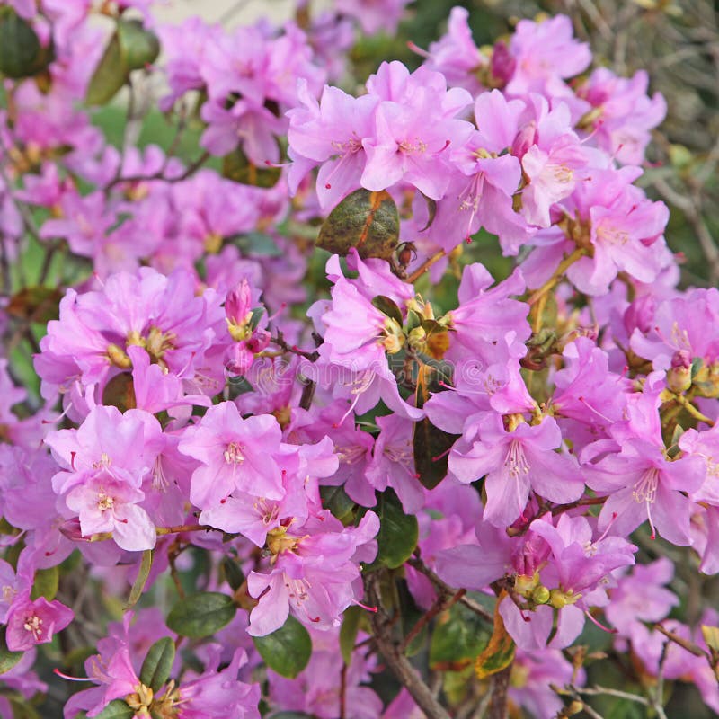 Pink Japanese azalea stock photo. Image of garden, arbuste - 241498676