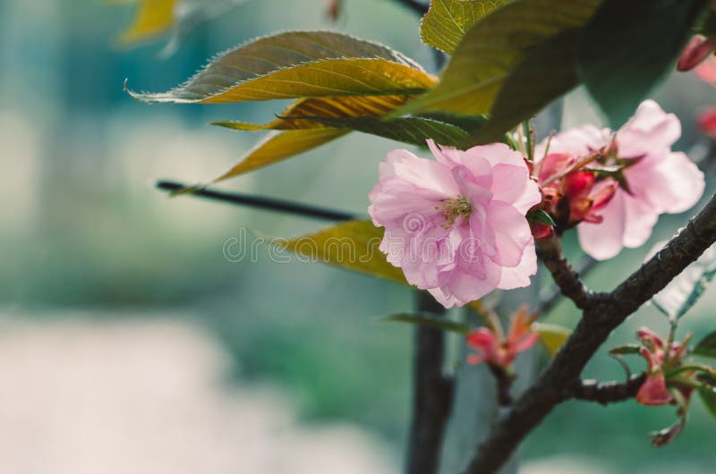 Pink Japanese Cherry Tree Blooming in Springtime Stock Image - Image of ...