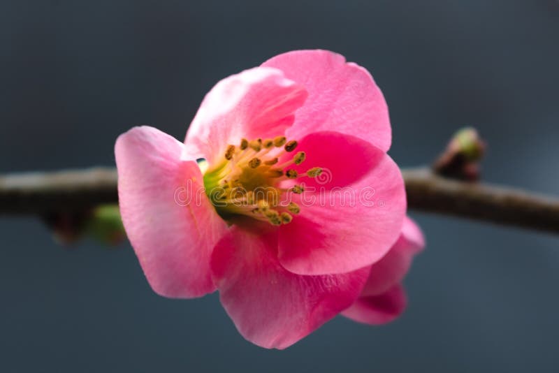 Pink Japanese Quince Blossom and Branch, Chaenomeles Japonica, Malus ... Pink Japanese Quince Blossom and Branch, Chaenomeles Japonica, Malus ...