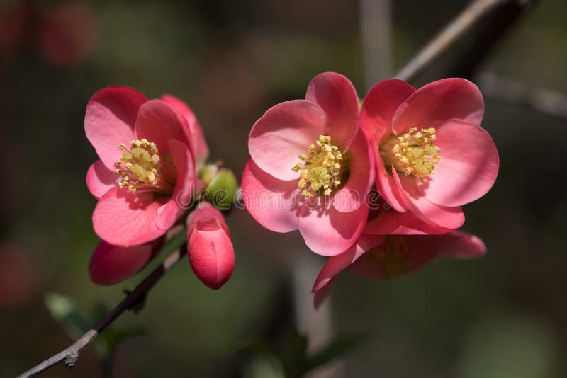 Pink Japanese Quince Flower and Buds at Springtime Stock Image - Image ...