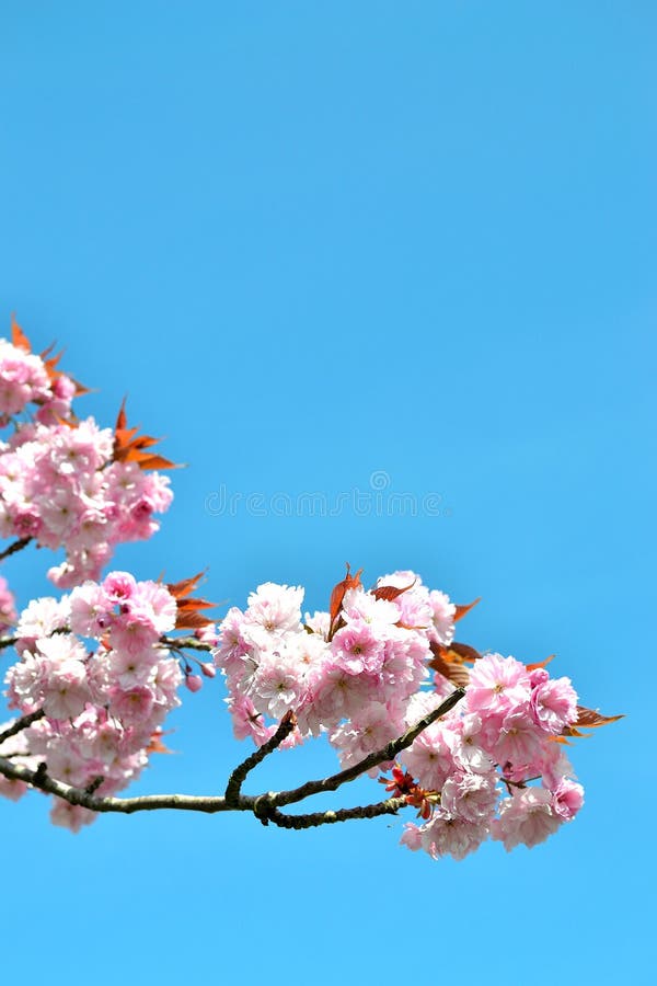 Pink japanese sakura 1 stock image. Image of trees, blossom - 39836347