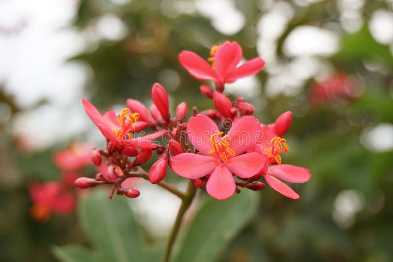 Pink Jatropha Integerrima Flower Stock Image - Image of peregrina ...