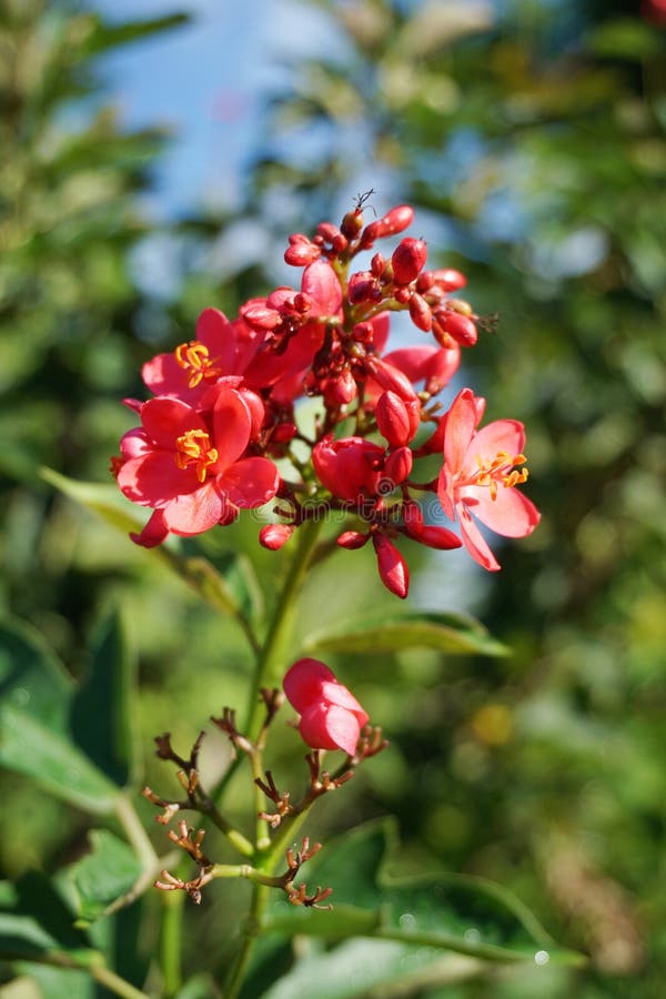 Pink Jatropha Integerrima Flower Stock Image - Image of plant ...