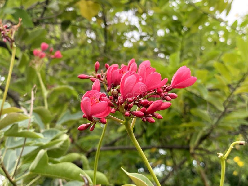 Pink Jatropha Integerrima Flower in Nature Garden Stock Photo - Image ...
