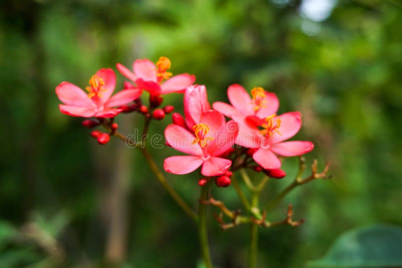 Pink Jatropha Integerrima Flower in Nature Garden Stock Photo - Image ...