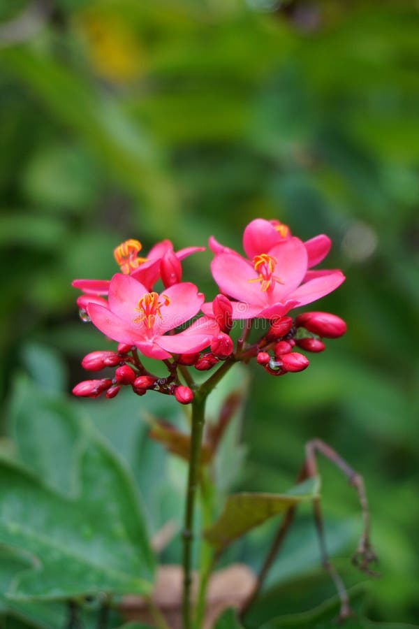 Pink Jatropha Integerrima Flower in Nature Garden Stock Photo - Image ...