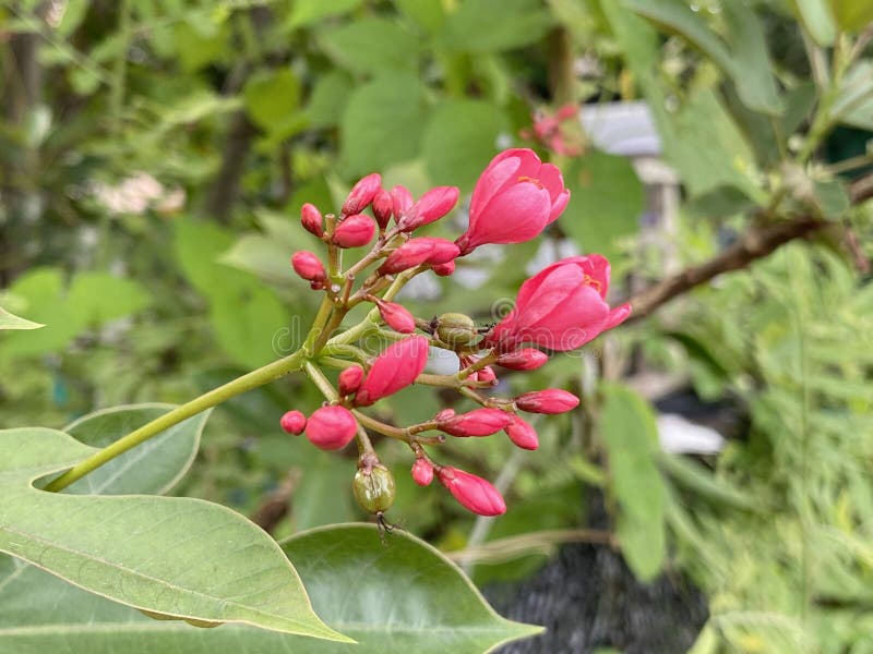 Pink Jatropha Integerrima Flower in Nature Garden Stock Image - Image ...