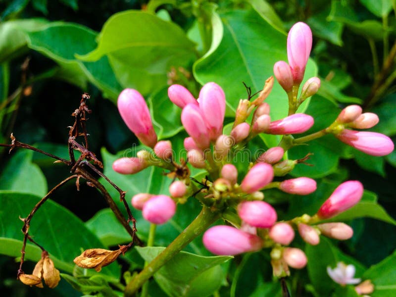 Pink Jatropha Integerrima Jacq. Stock Image - Image of bloom, cotton ...