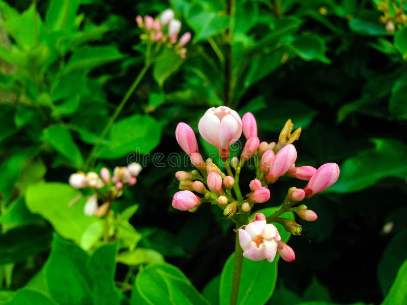 Pink Jatropha Integerrima Jacq. Stock Photo - Image of jatropha ...