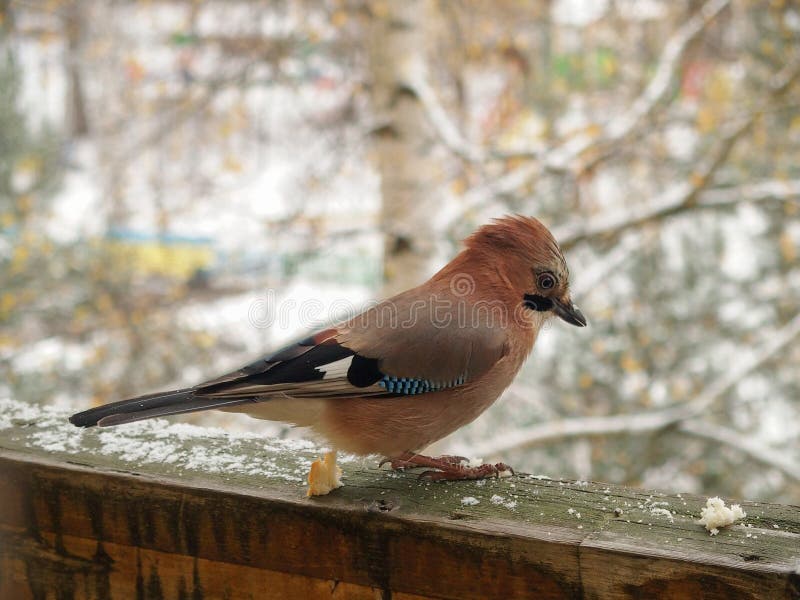 262 Bird Feed Blue Jay Stock Photos - Free & Royalty-Free Stock Photos ...