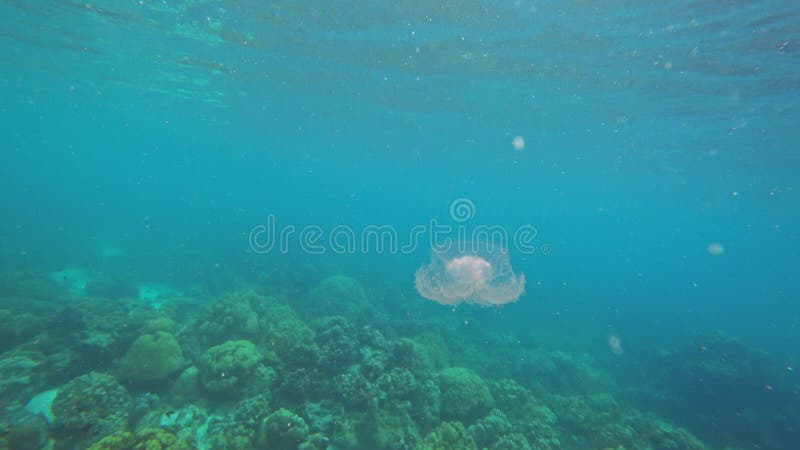 Pink Jellyfish Underwater in the Tropical Sea Stock Video - Video of ...