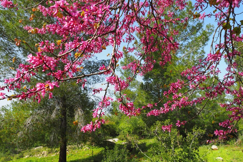 Pink Judas Tree Branches stock photo. Image of spring - 176732912