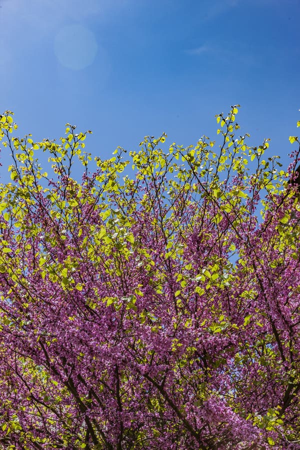 Pink Judas tree stock photo. Image of space, park, cercis - 148121612