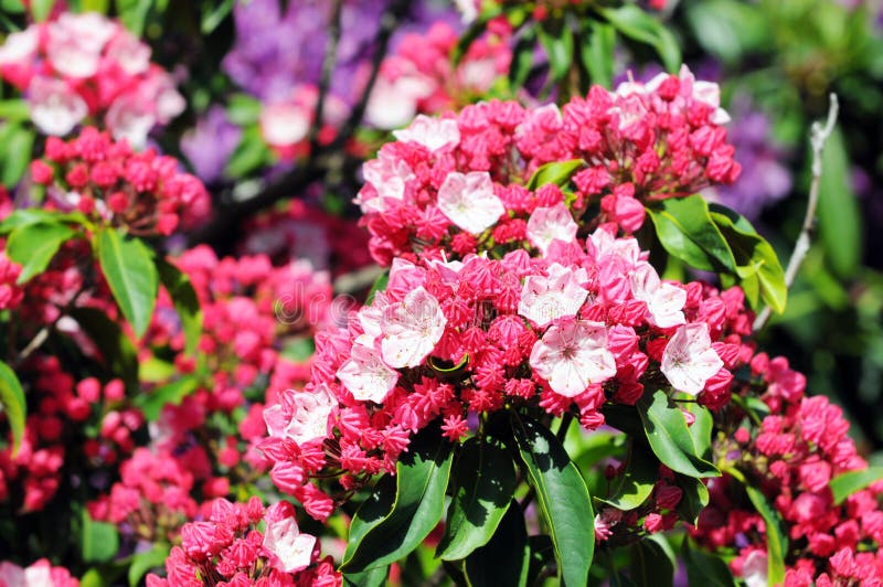 Pink Kalmia Bush Flower in Blossom. Stock Image - Image of bush, travel ...
