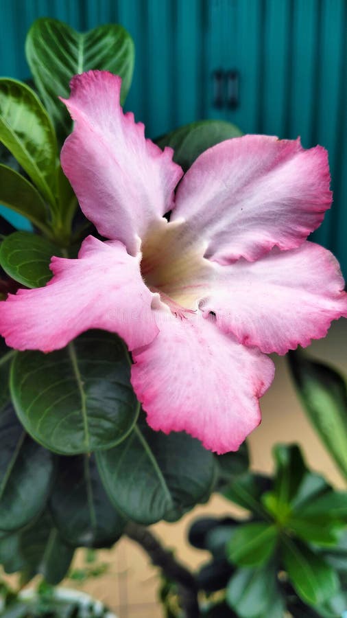 Pink Kamboja Flowers so Beautiful Stock Image - Image of pink, flowers ...