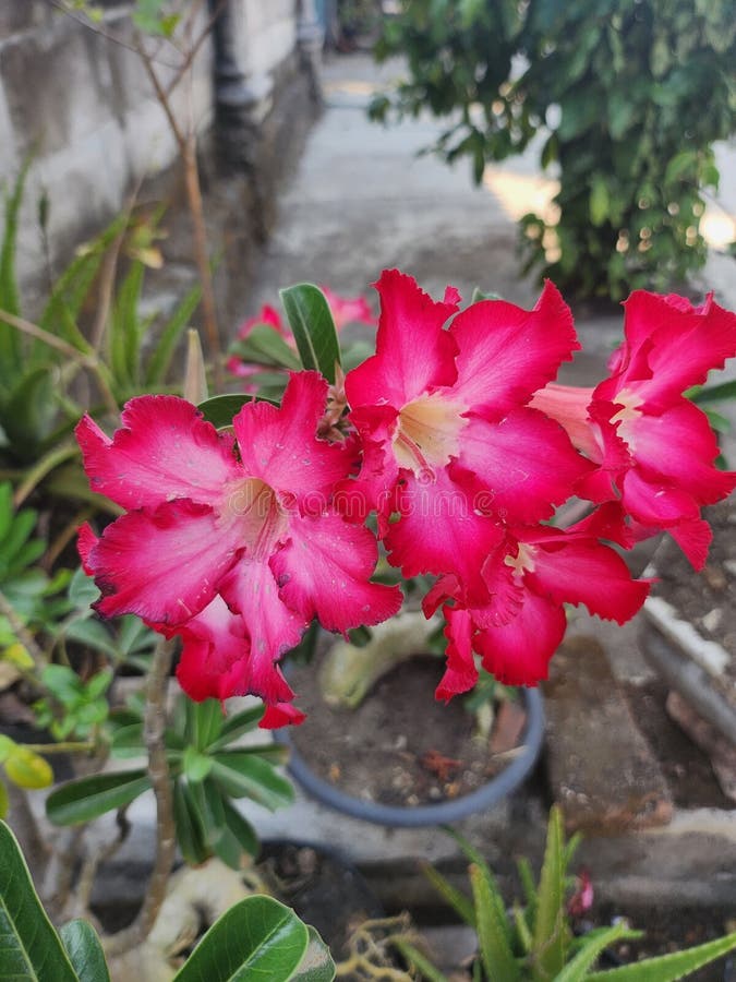 Pink Kamboja Flowers so Beautiful Stock Image - Image of pink, flowers ...