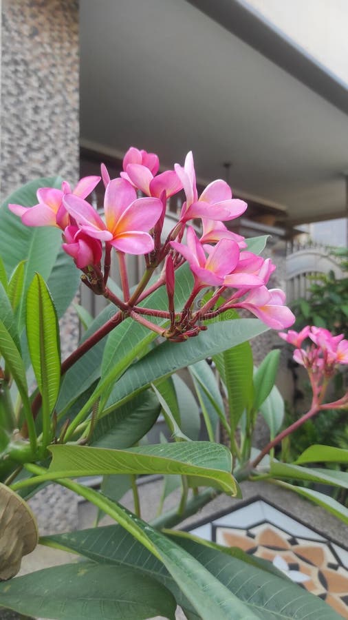 Pink Kamboja Flowers so Beautiful Stock Image - Image of pink, flowers ...