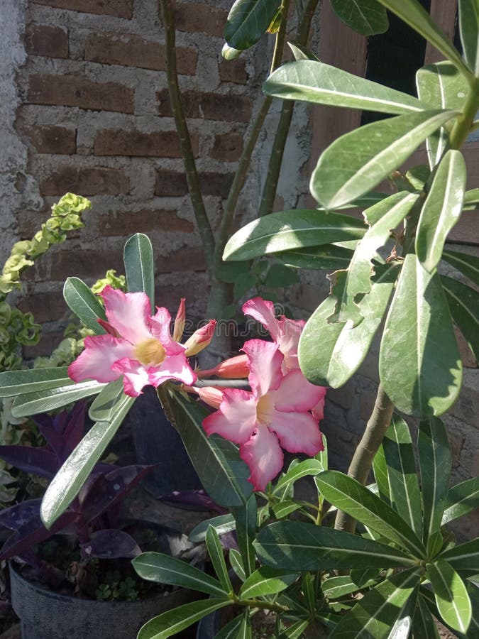 Pink Kamboja 02 stock image. Image of blossom, produce - 220730537