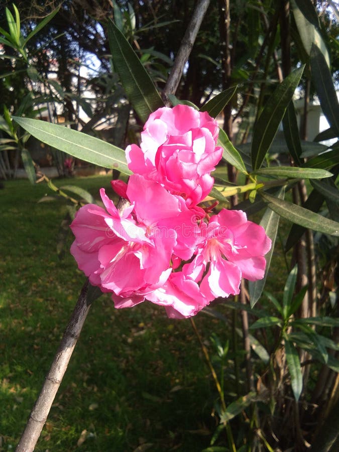 159 Kaner Flower Stock Photos - Free & Royalty-Free Stock Photos from ...