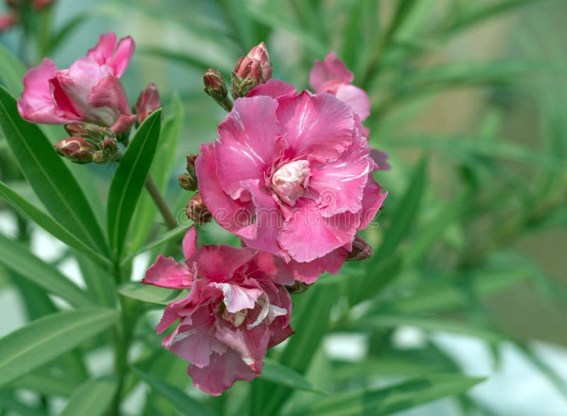 Kaneru Stock Photos - Free & Royalty-Free Stock Photos from Dreamstime