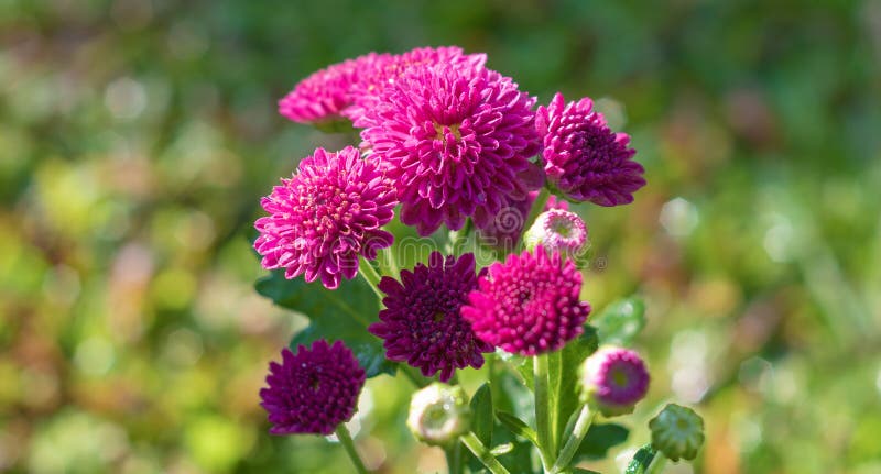 Kapuru Plant Stock Photos - Free & Royalty-Free Stock Photos from ...