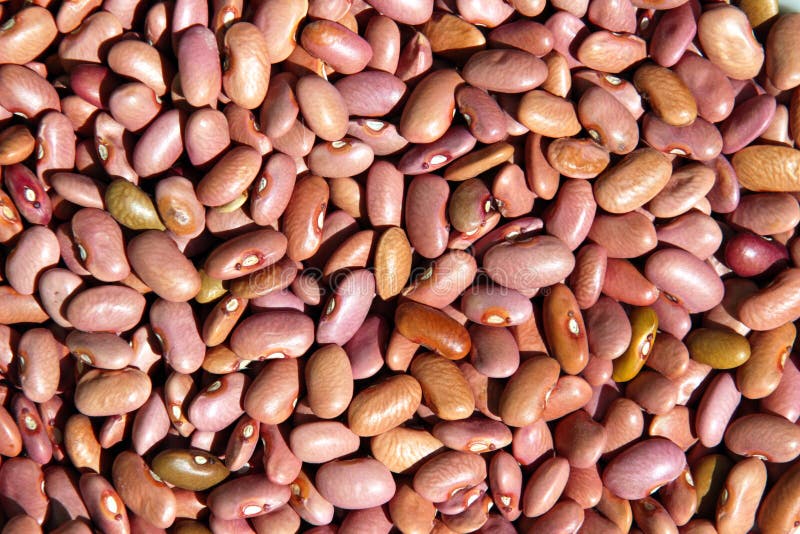 Kidney Beans stock photo. Image of textured, bean, seeds - 15546286