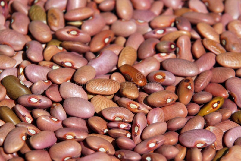 Pink kidney beans stock photo. Image of plant, grocery - 40049542