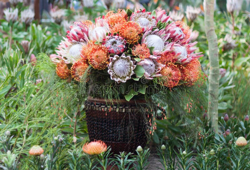 Pink King flower bouquet stock image. Image of king, flowers - 93852909