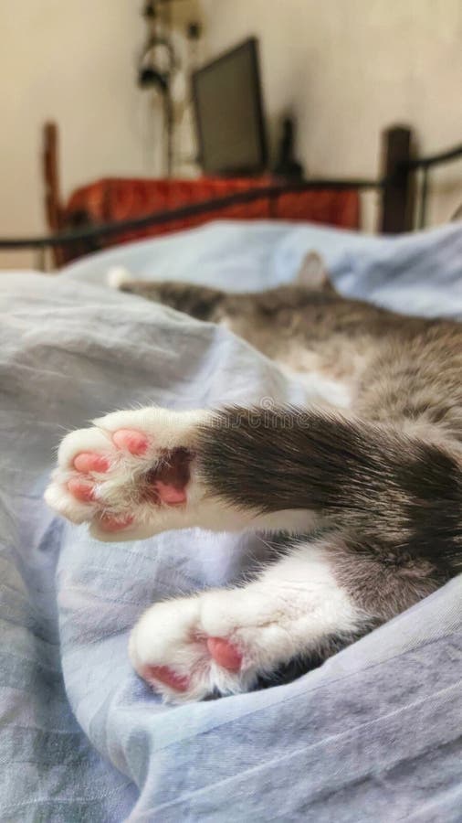 Pink kitten paws stock photo. Image of puppy, kitten - 271943680