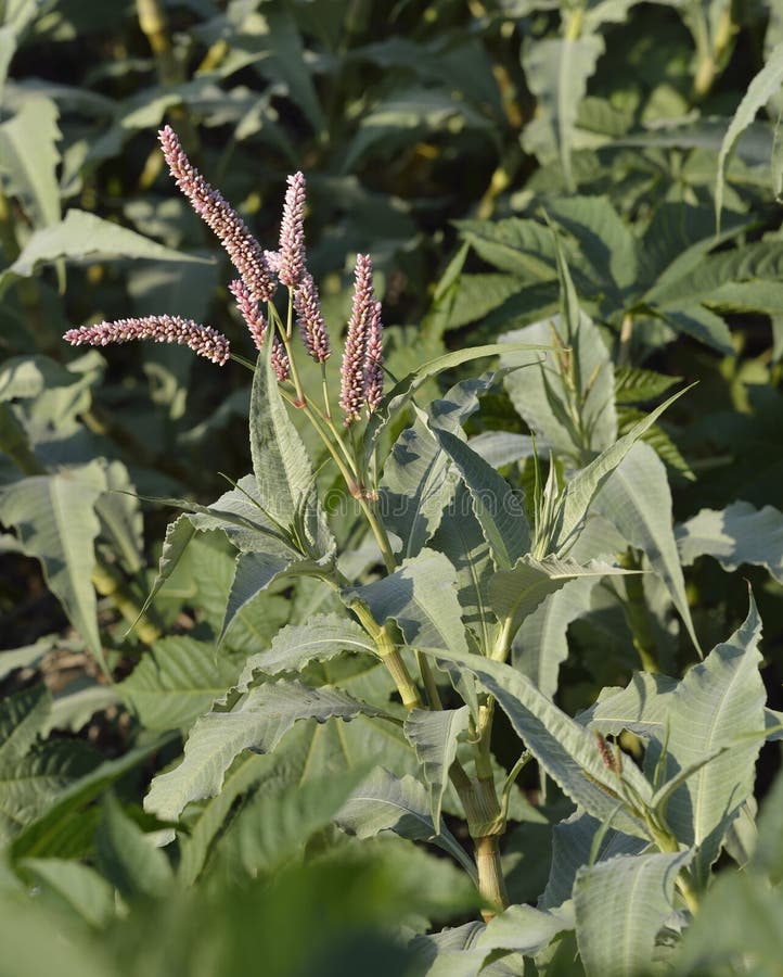 Pink Knotweed stock image. Image of flowers, nature, wild - 63249775