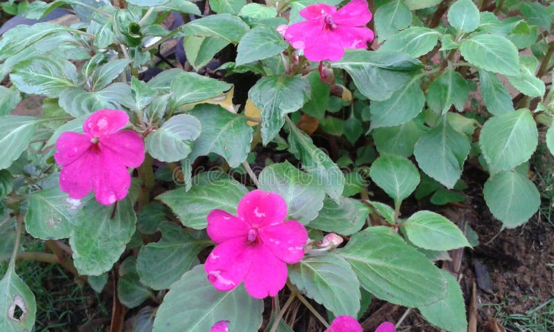 Kudalu Stock Photos - Free & Royalty-Free Stock Photos from Dreamstime