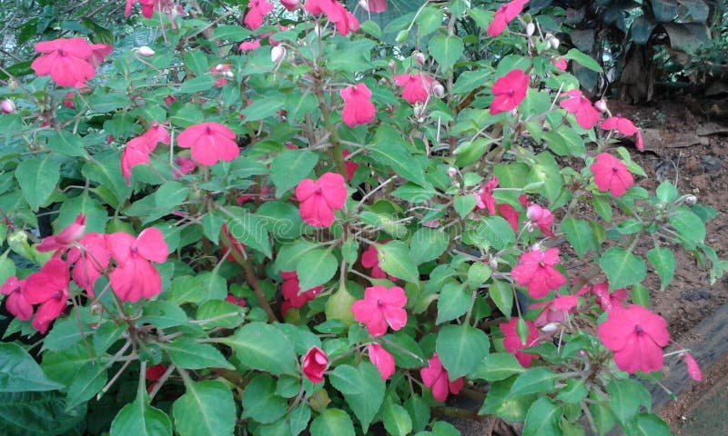 Kudalu Stock Photos - Free & Royalty-Free Stock Photos from Dreamstime