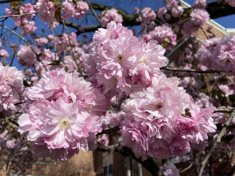 Pink Kwanzan Cherry Blossoms at the Beginning of April Stock Photo ...
