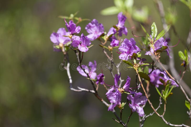 Pink Labrador Tea/rhododendron Rhododendron Dauricum Stock Image ...