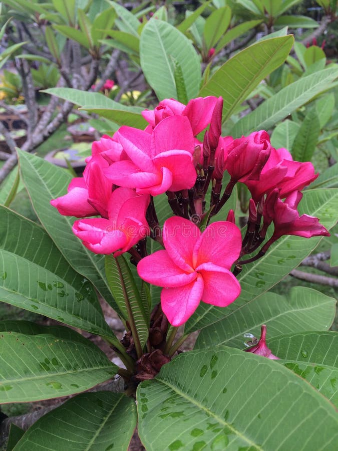 Pictures Of Pink Lady Flowers at Ryan Azure blog