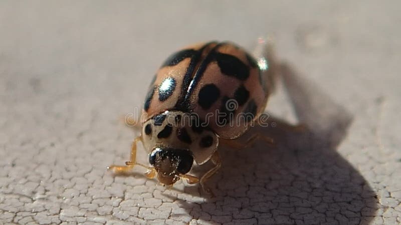 Pink Ladybug Stretching Its Wings Stock Video - Video of animal, nature ...