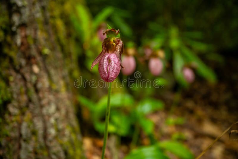 Pink Ladyslipper Petals on Bloom in Forest Stock Image - Image of trunk ...