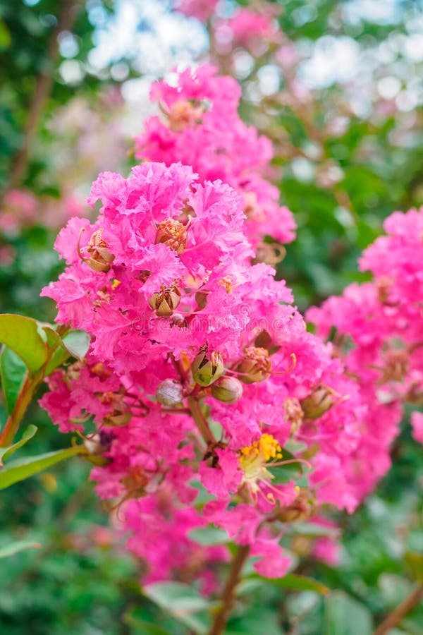 Pink Lagerstroemia Indian Close-up Stock Image - Image of garden ...