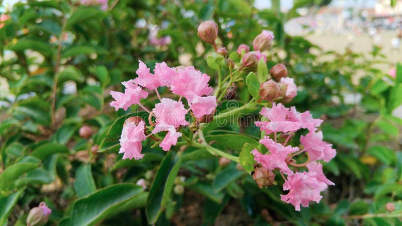 Pink Lagerstroemia Indica or Crape Myrtle Flowers on Tree, Close Up ...