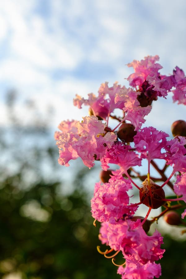 Pink lagerstroemia stock image. Image of trees, x100s - 124515909