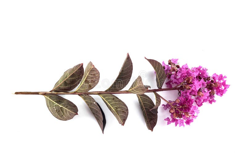 Pink Lagerstroemia. Purple Crepe Myrtle Flowers, Lagerstroemia Indica ...