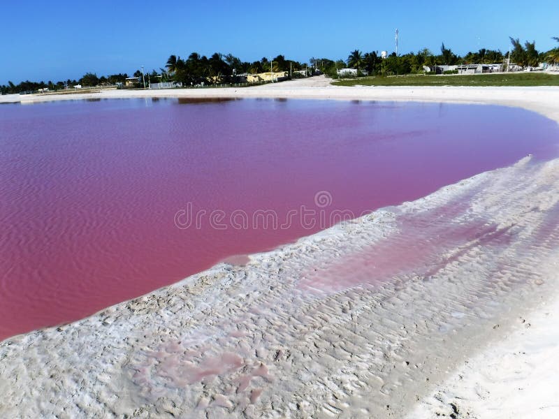 The Pink Lagoon stock photo. Image of flamingo, water - 90437760