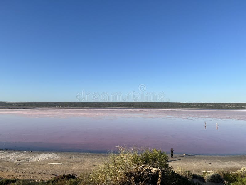 Pink lake stock photo. Image of lake, travel, industry - 277914884
