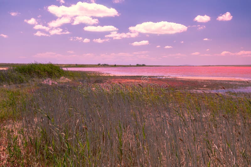 Pink Lake in the steppe stock photo. Image of colorful - 252504870
