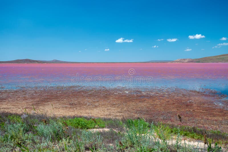 Pink Lake in the steppe stock photo. Image of steppe - 252504900
